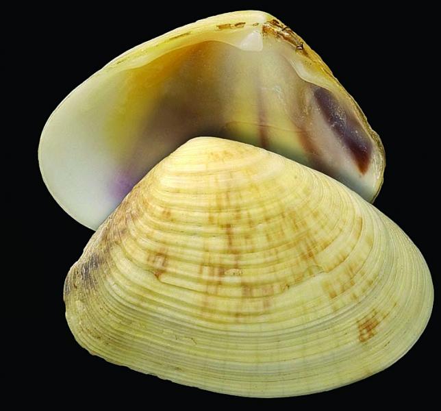 Donacidae | Marine Flora and Fauna of Ranong, Thailand